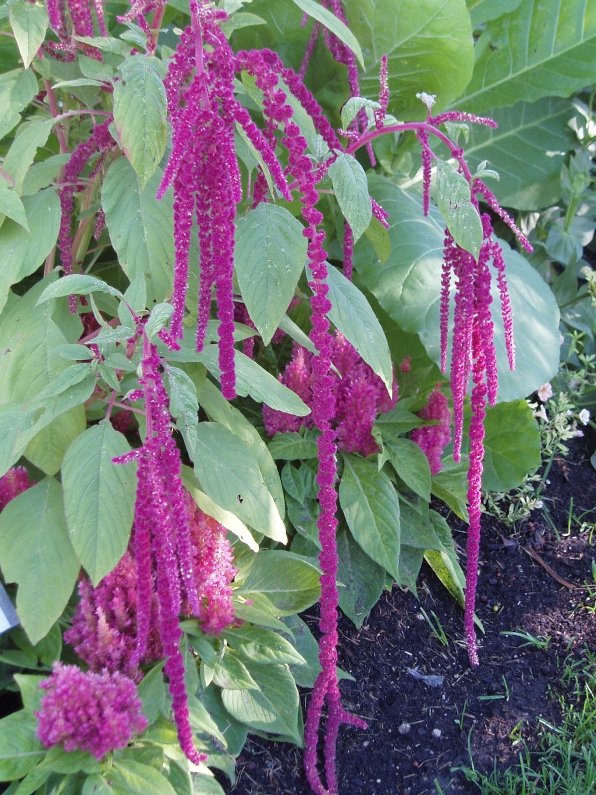 Rotary Botanical Gardens - Hort Blog: Amazing Amaranths