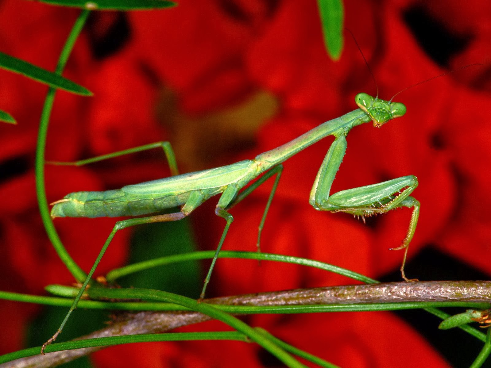 Andy foto natura: Mantis
