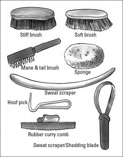 Exploring Horse Care ~ We love pets