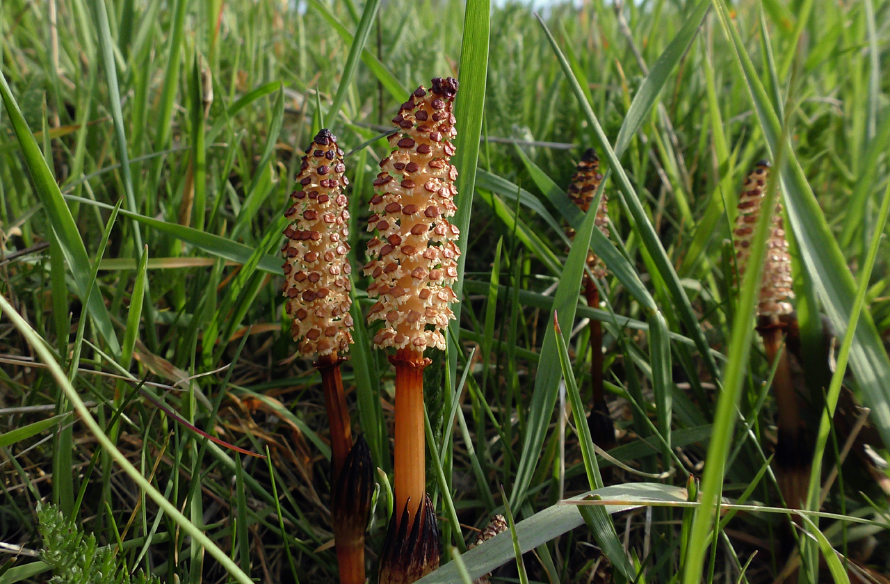 Jozef van der Heijden - Natuurfotografie: Vruchtbare Heermoes spruiten ...