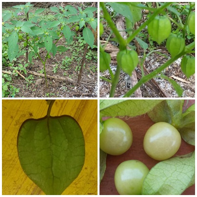 Tumbuhan Pokok Letup-letup Kelambu Yang Unik..... - blog santai-santai ...