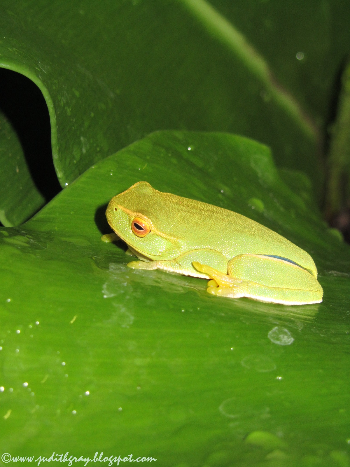 Dainty Green Tree Frog @ 13/06/11