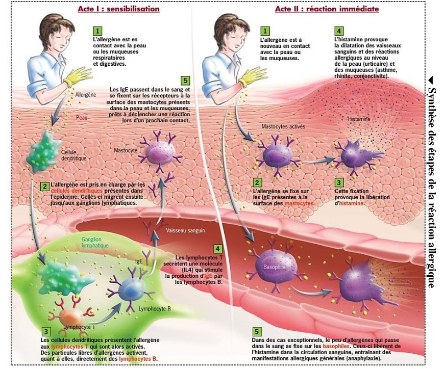 Dysfonctionnements du système immunitaire - cours de SVT 2BAC BIOF