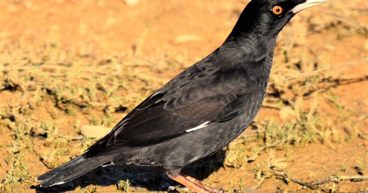 Imagens da vida animal: Avifauna do concelho do Seixal (XXV): Mainá-de ...