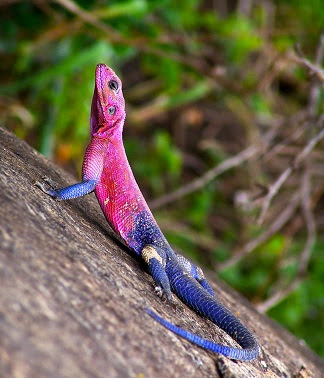10 Most Colorful & Beautiful Lizards In The World – reptilenesia