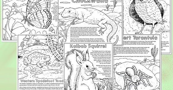 Carefree Artist: More Sonoran Desert & Colorado Plateau Coloring Pages