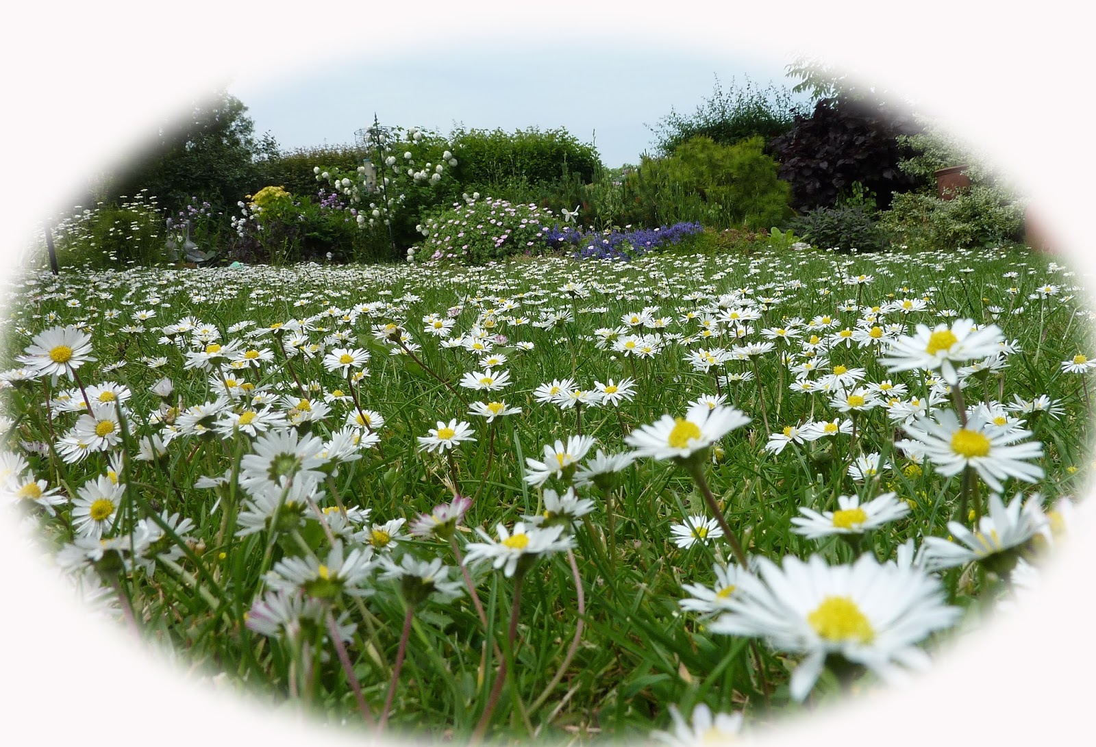 Through My Eyes : Daisy Lawn