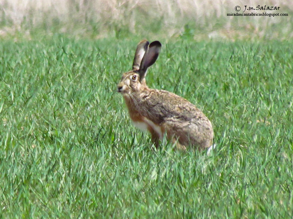 Miradas Cantábricas: Liebre ibérica