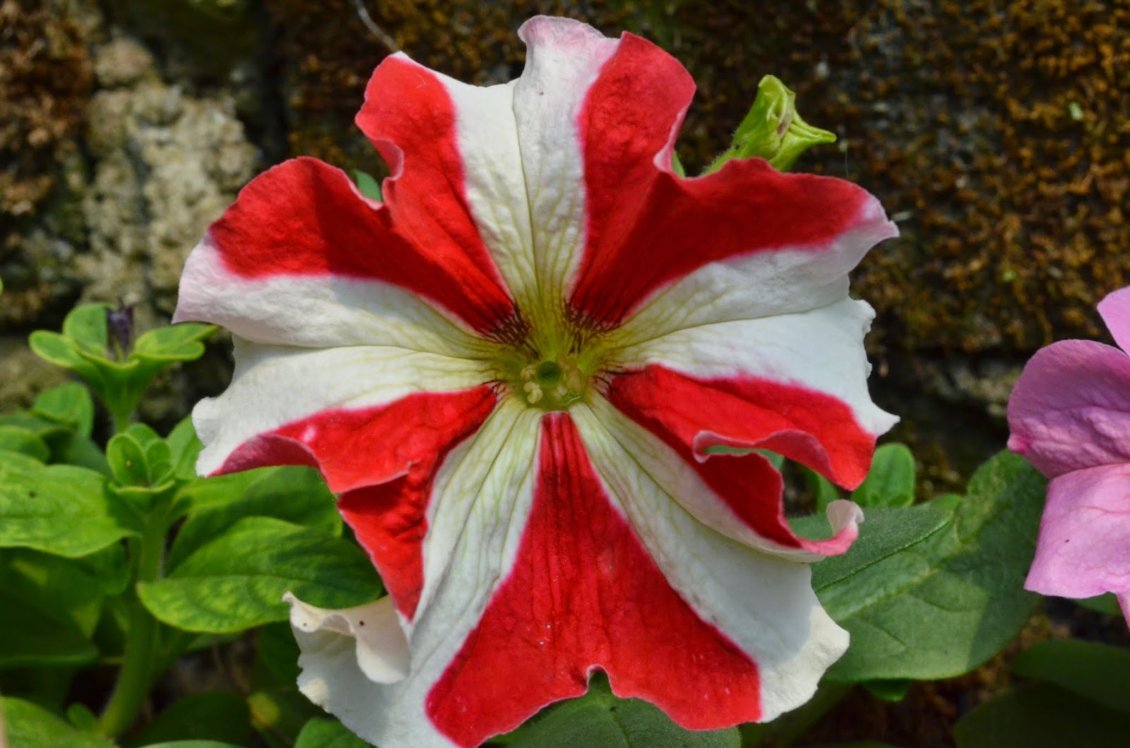 35 Most Beautiful Flowers in Baguio City