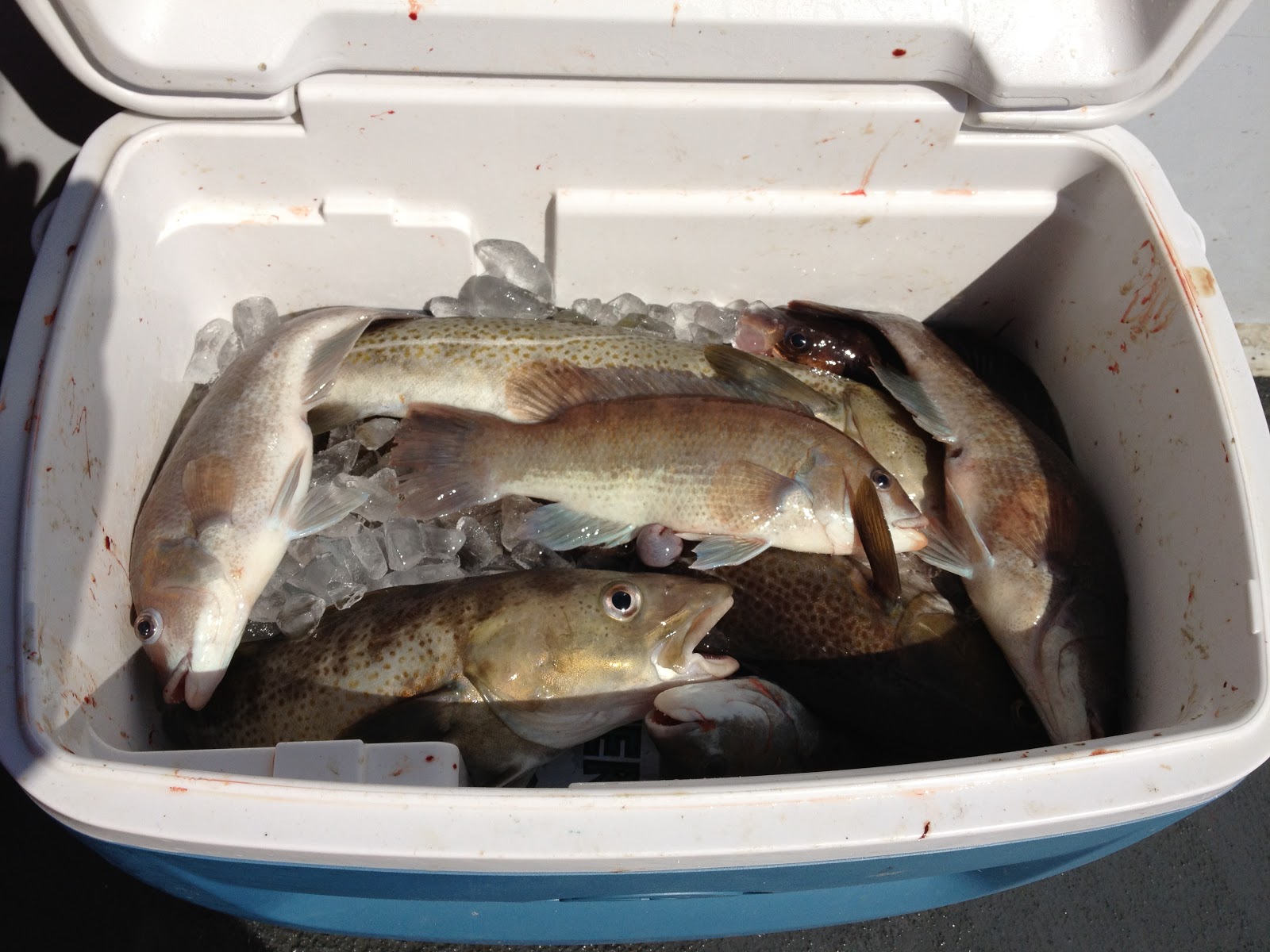 215fishspot: Spring Cod Fishing - Cox Ledge Report, March 18-19, 2012