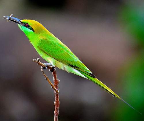 Asian green bee-eater | Birds of India | Bird World
