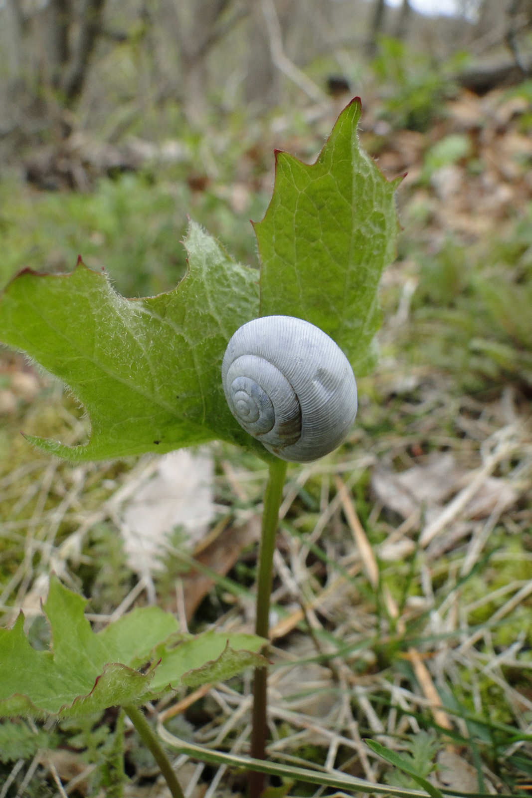 Snail Plant