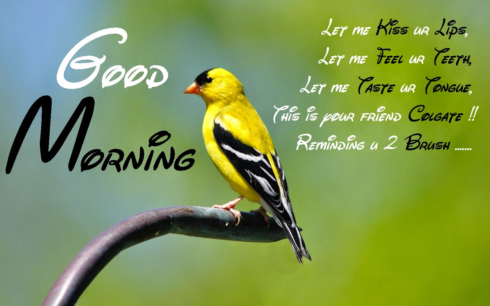 Best Reminding Messages Cards for Good Morning | Festival Chaska
