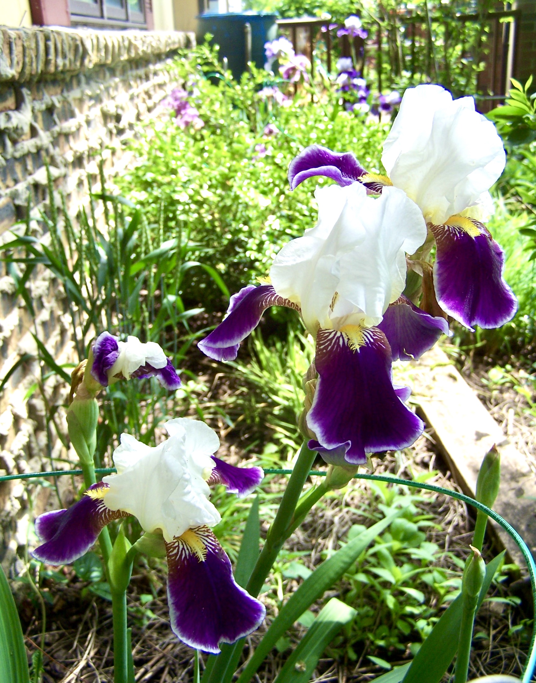 Somethings Old, New, Green, Redo!: Midwest Gardening 2021: IRIS ...