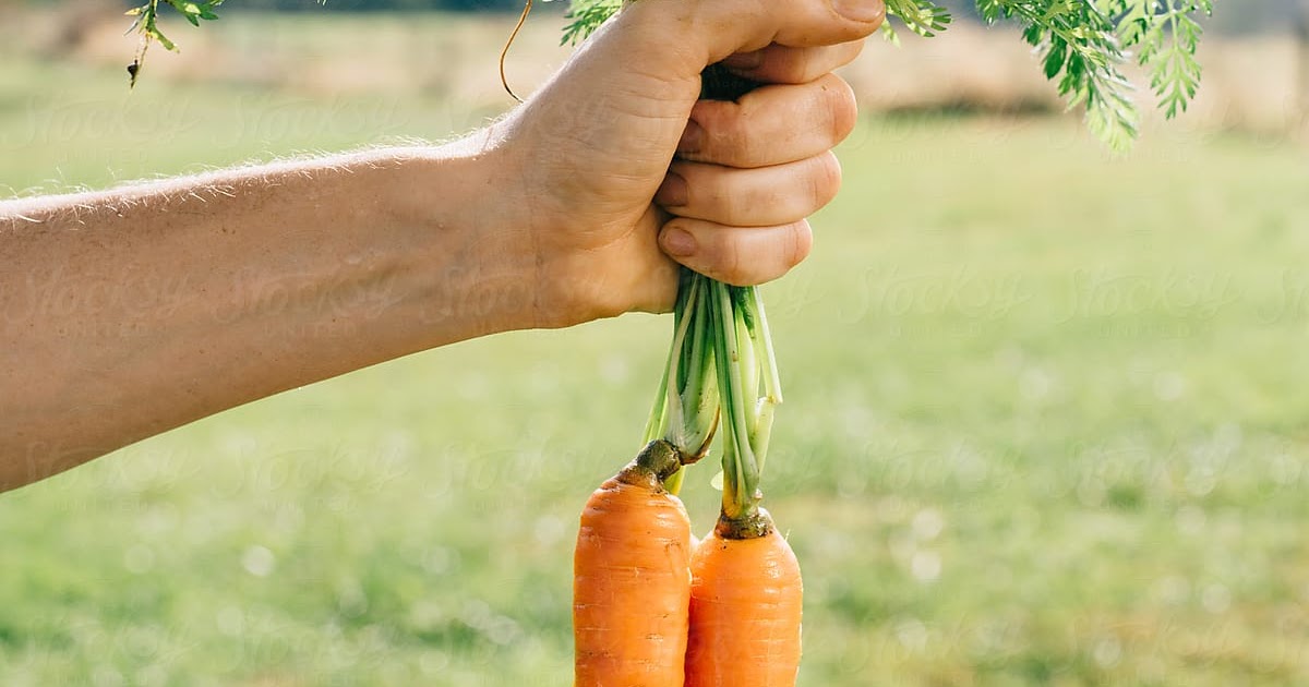 A Meaningful Life, A Better World: Plant sentient-ists are the anti ...