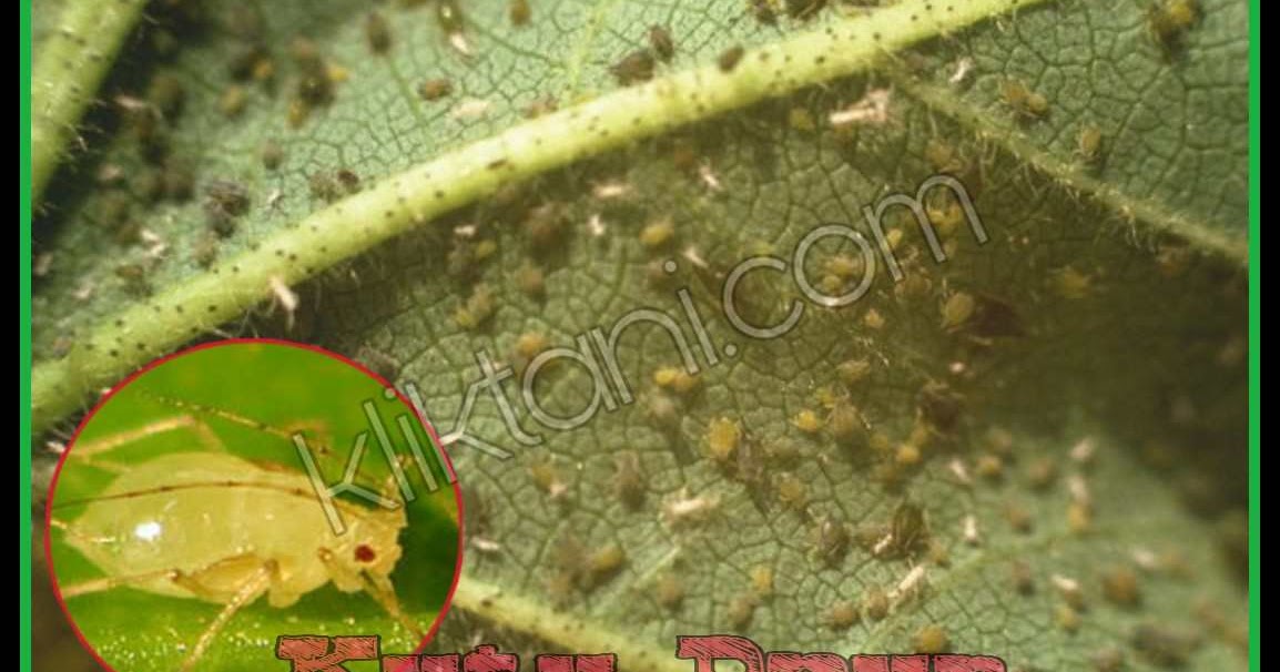 Insektisida Kutu Daun Yang Tepat Untuk Basmi Aphid Pada Tanaman ...