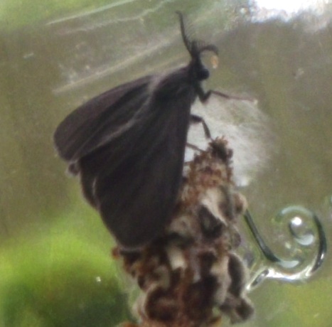 Moths of Southeast Texas