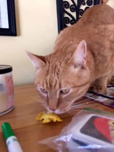 21 Wits, by Karen: That Feel Good Vibe and Critters