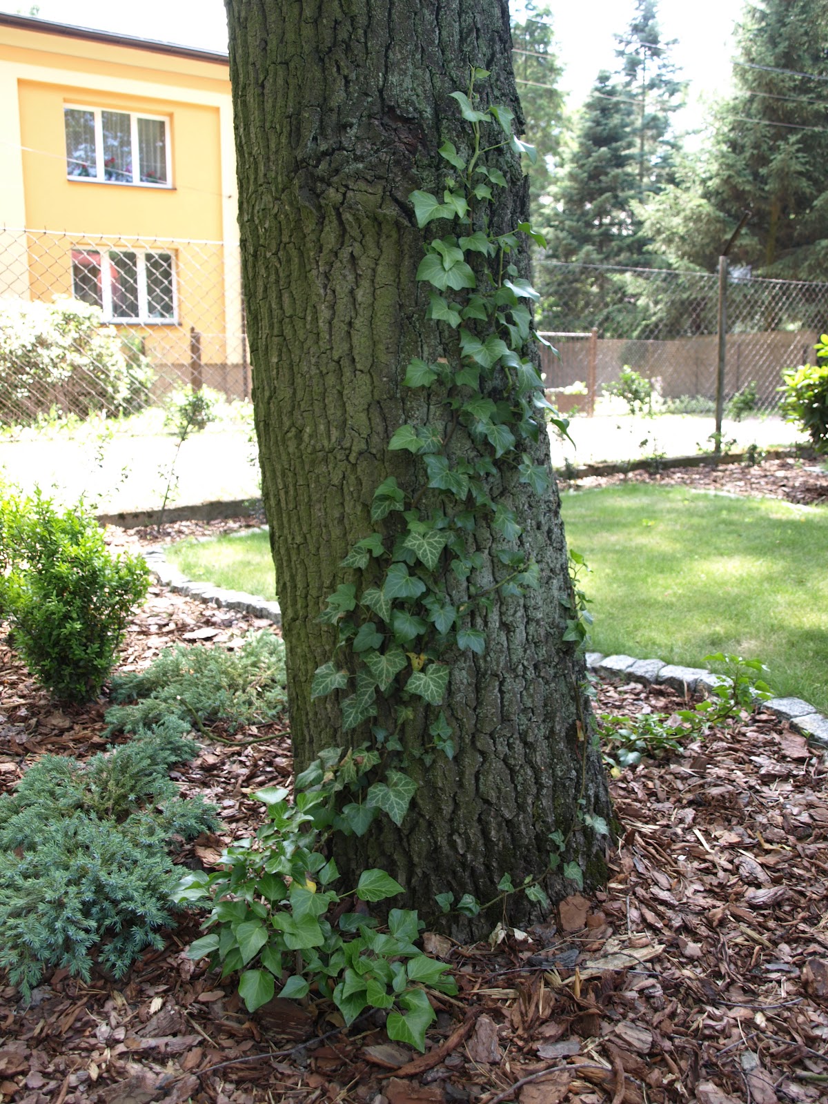 Zimozielony ogród: Bluszcz pospolity - Hedera helix