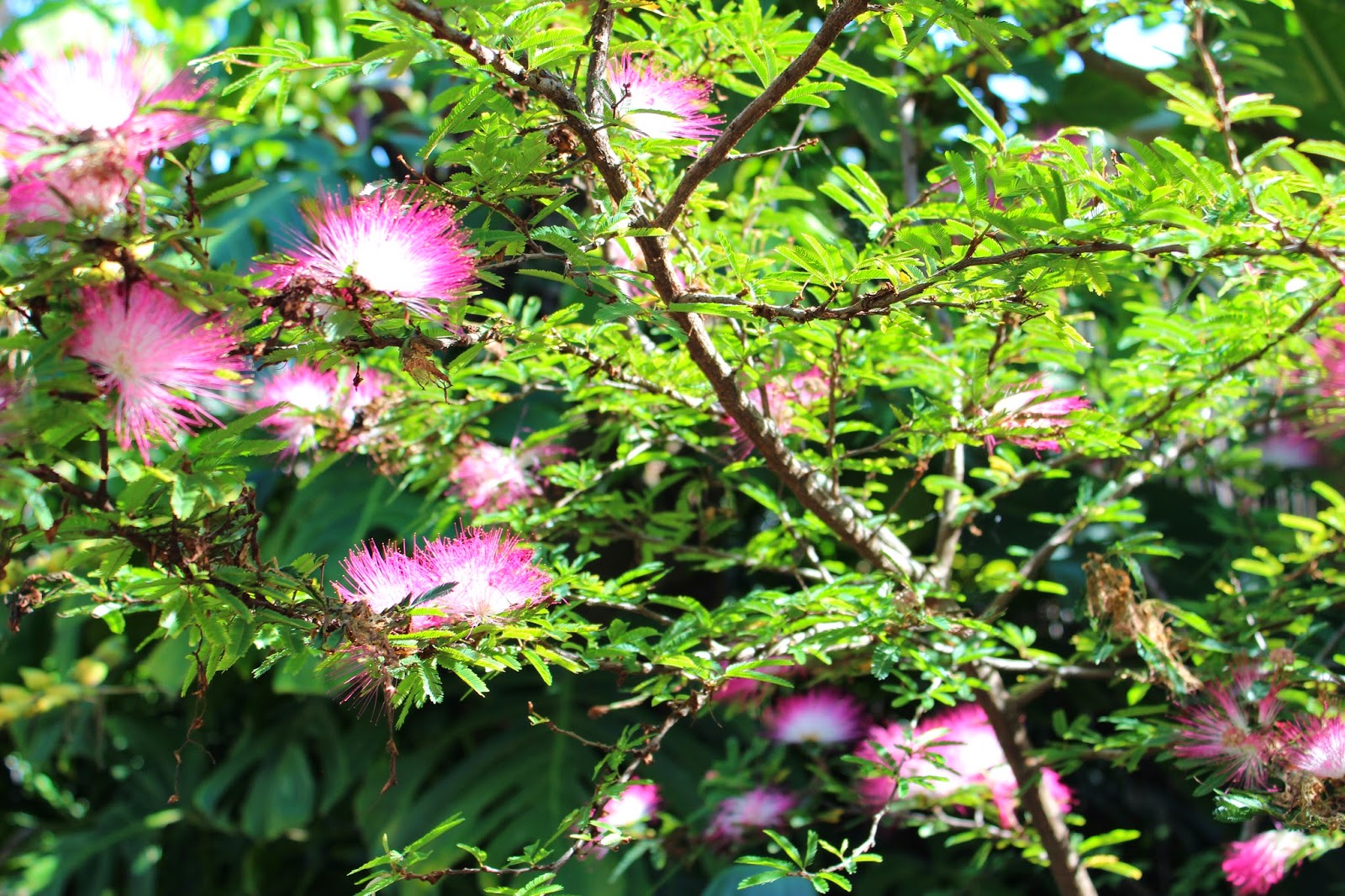Florez Nursery: Calliandra surinamensis 'Pink Poodle'