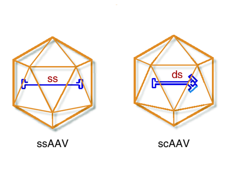 Self-Complementary Adeno Associated Virus (scAAV) Vector Design For ...