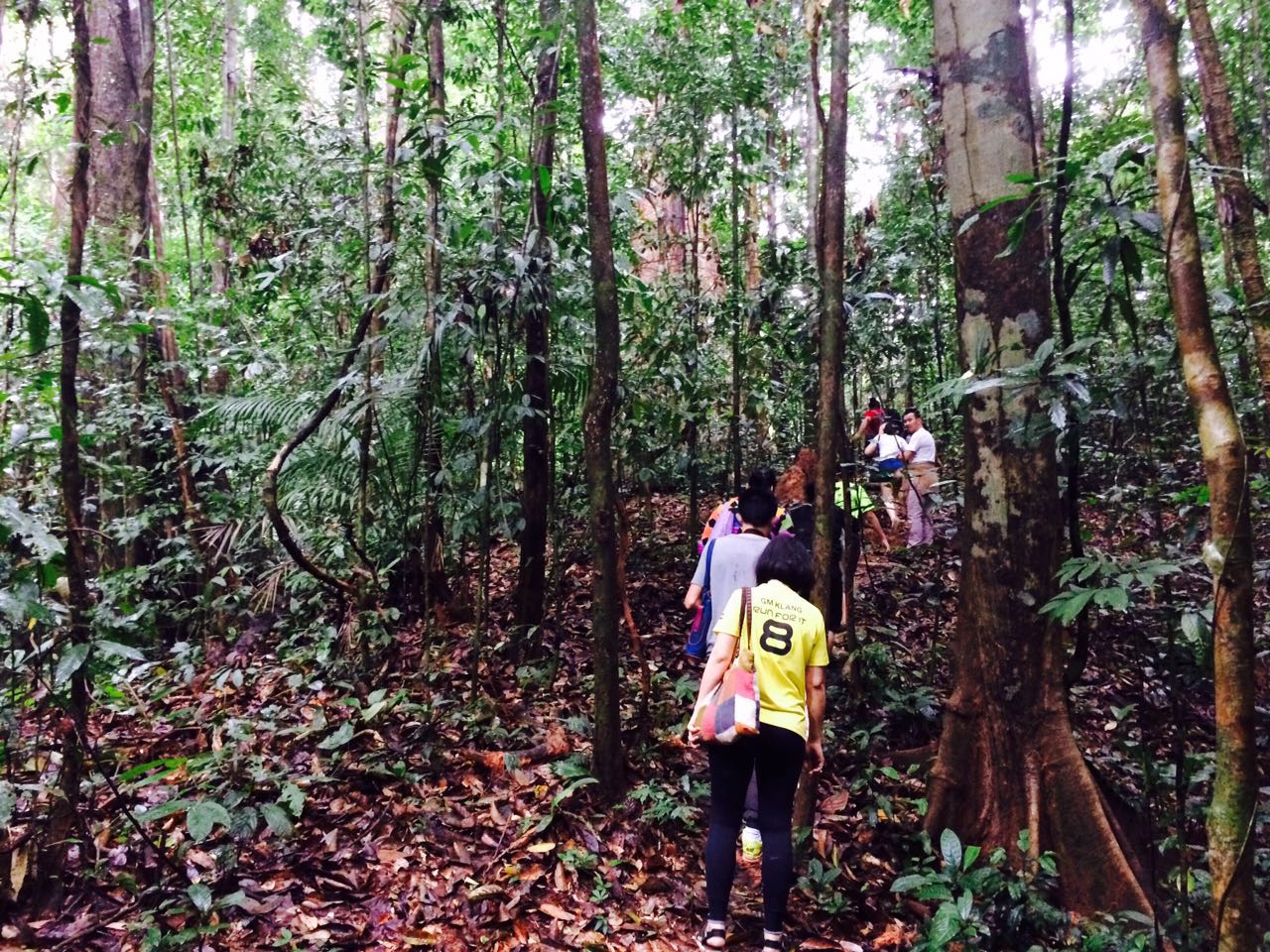 Square Kenyir Houseboat: Pokok Melunak Terbesar Di Malaysia, Taman ...