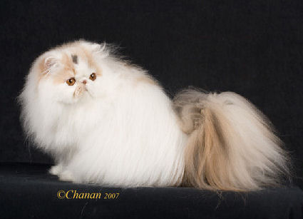 Ovaltes: DILUTE CALICO CAT HIGH QUALITY COLOR