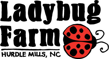 Ladybug Farm: What I Did on My Christmas Vacation