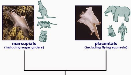 Chronology of a Sugar Glider