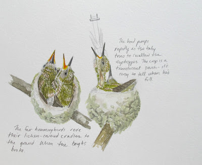 Julie Zickefoose on Blogspot: Boston Area Zick Alert!