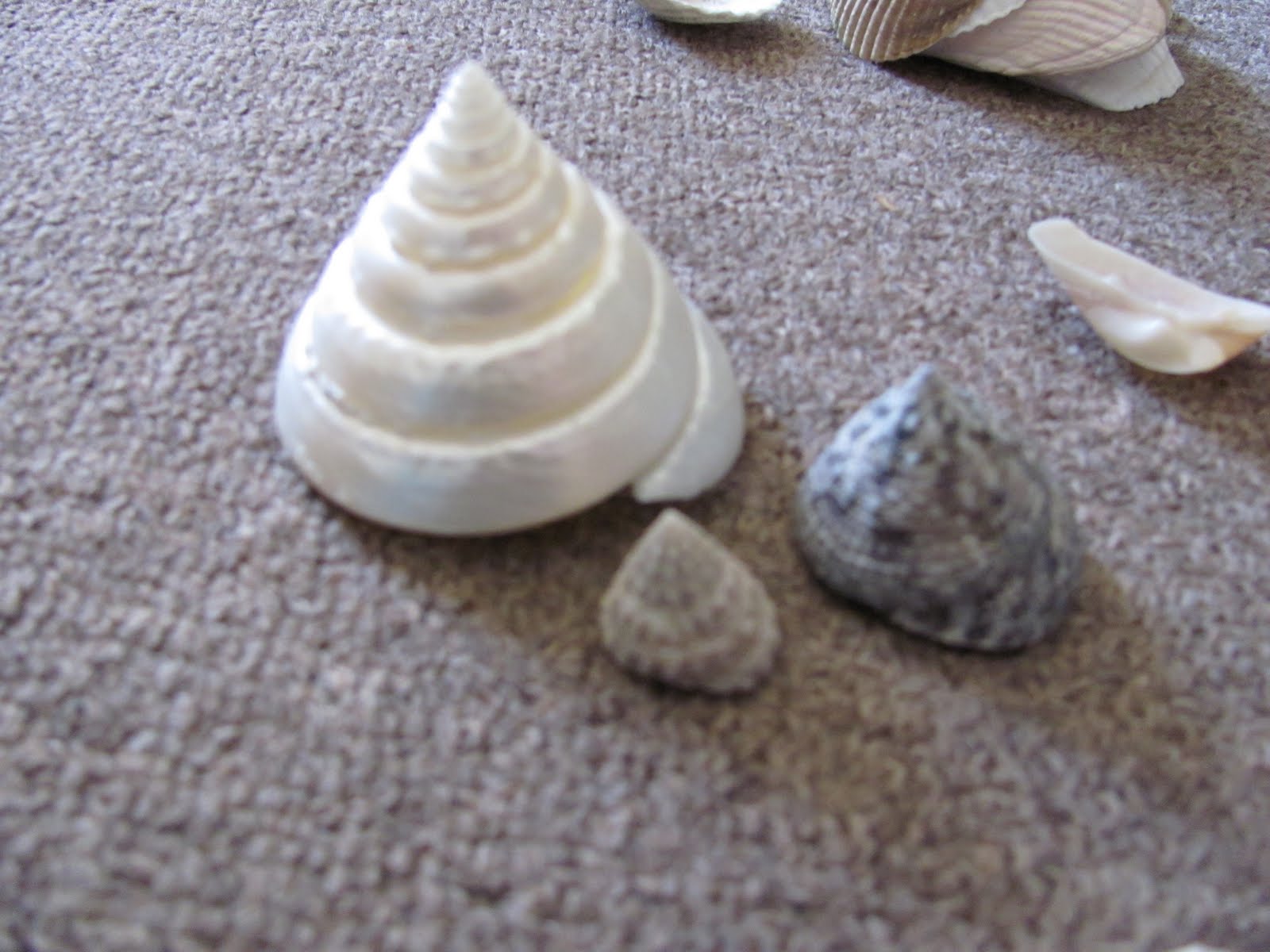 Life In The Unknown: A Closer Look At Seashells