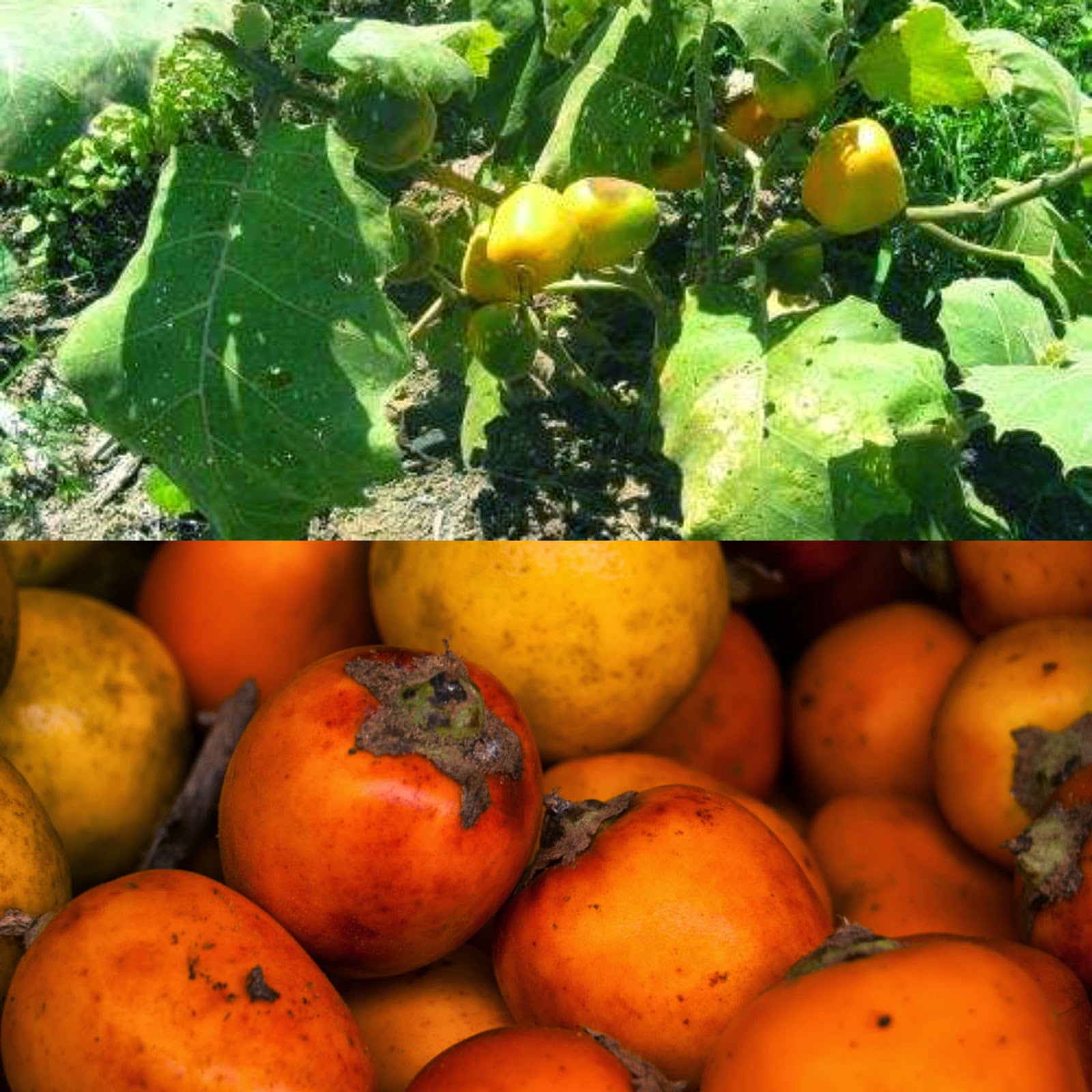 LA COCONA Y SU IMPORTANCIA : FRUTAS VERDURAS BENEFICIOS PROPIEDADES Y USOS