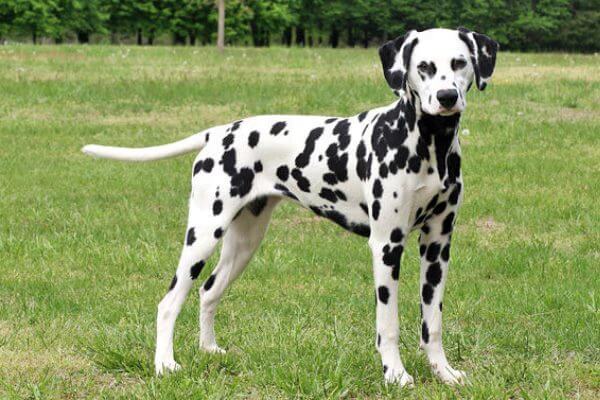 NUNCAJAMAS COCKER: HISTORIA DEL DÁLMATA