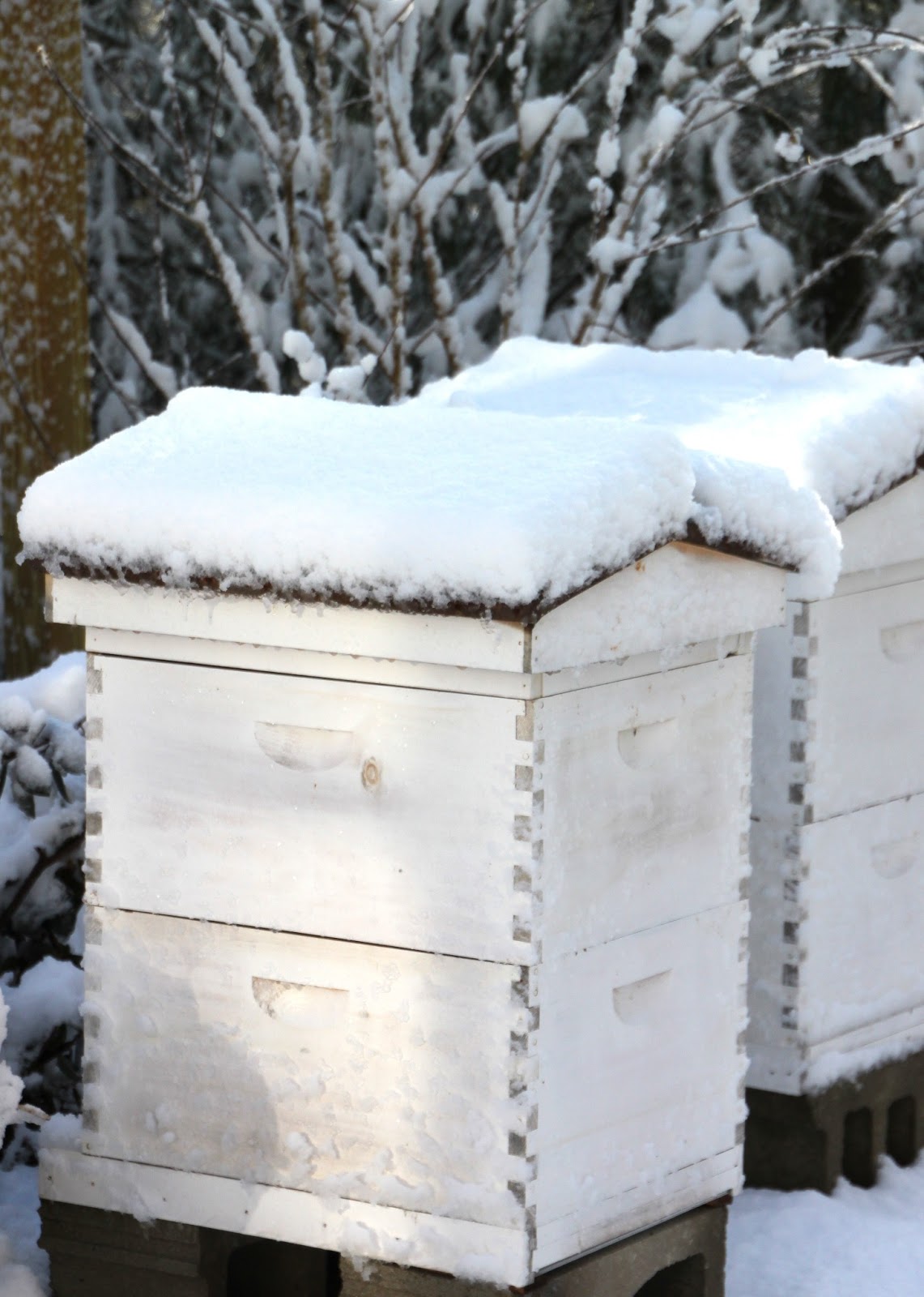 Buzzing Across America: Honey It's Cold Outside! How Bees Survive the ...