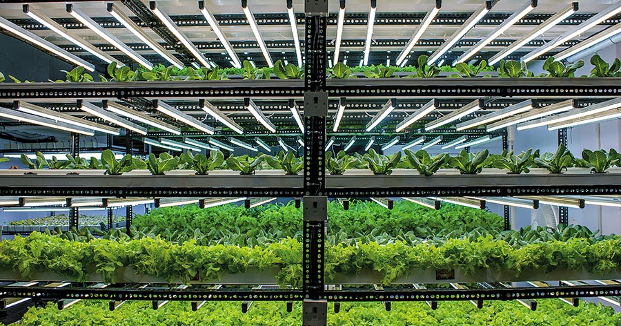 Types of Soil Based Vertical Farming in India