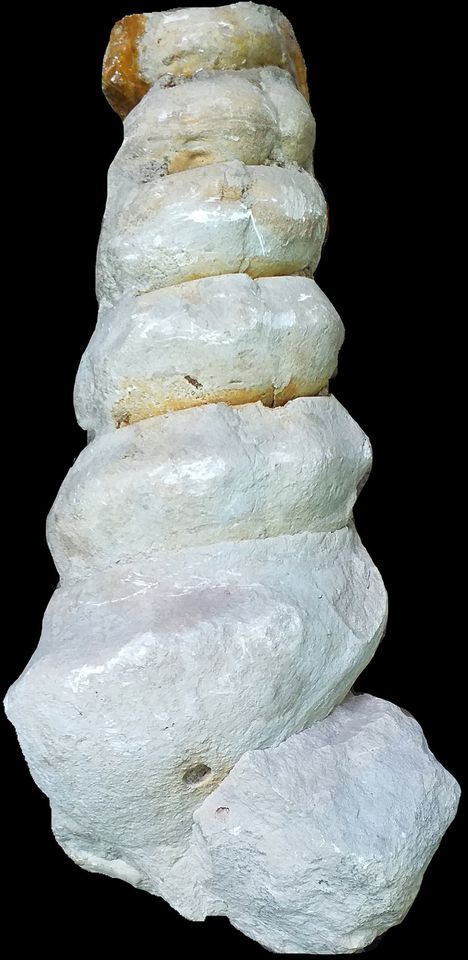 Ştiinţă pentru toţi: Campanile giganteum (Lamarck, 1804) – gastropod ...