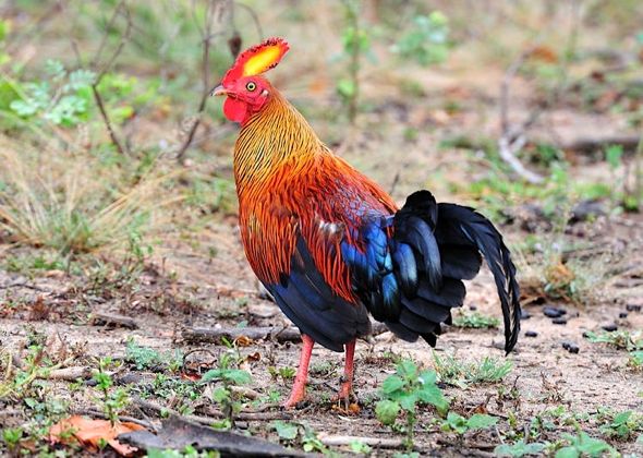 Wali Kukula - The Ceylon Junglefowl (Gallus lafayetii)