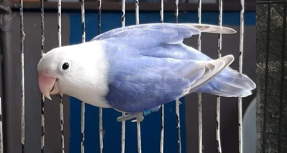 Combination of opaline lovebirds that is not recommended - African ...