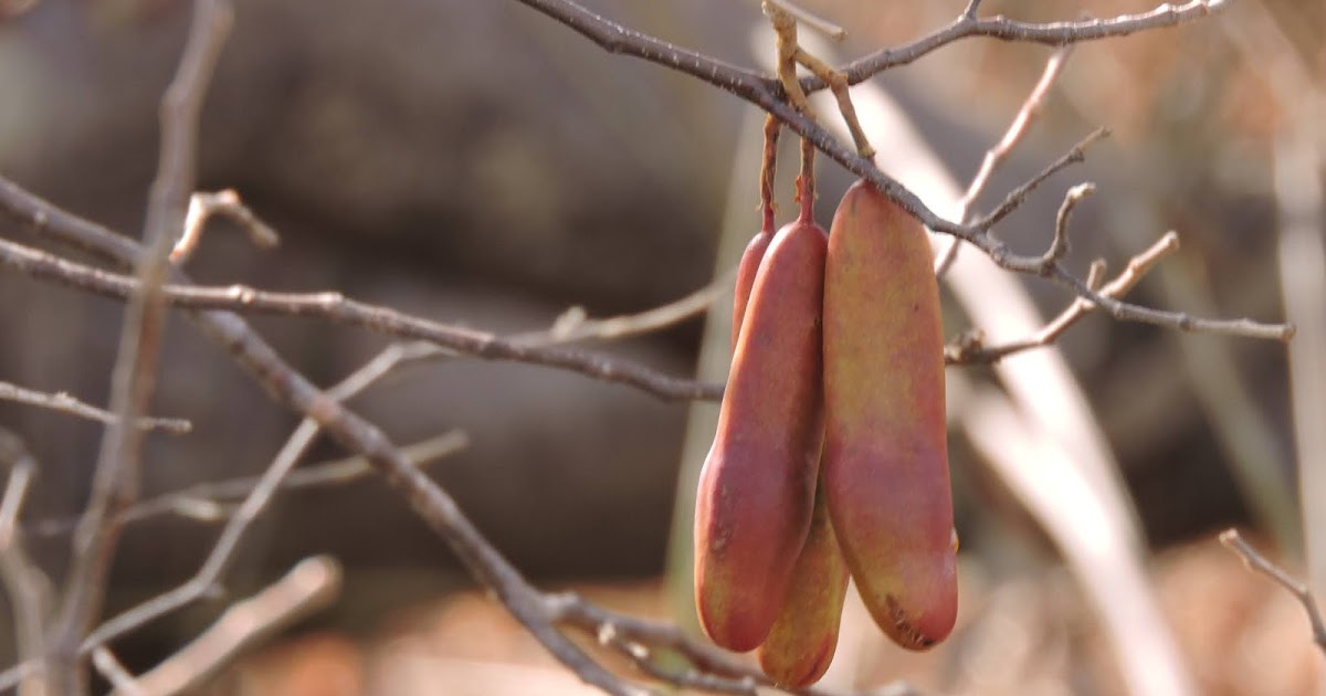 Fabaceae - Leguminosae no Brasil: Fabaceae - Amburana cearensis ...
