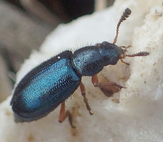 El Blog de COPLAGA: Insectos que pueden afectar a los alimentos almacenados (II)