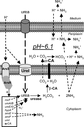 BtB#6: H pylori Urease