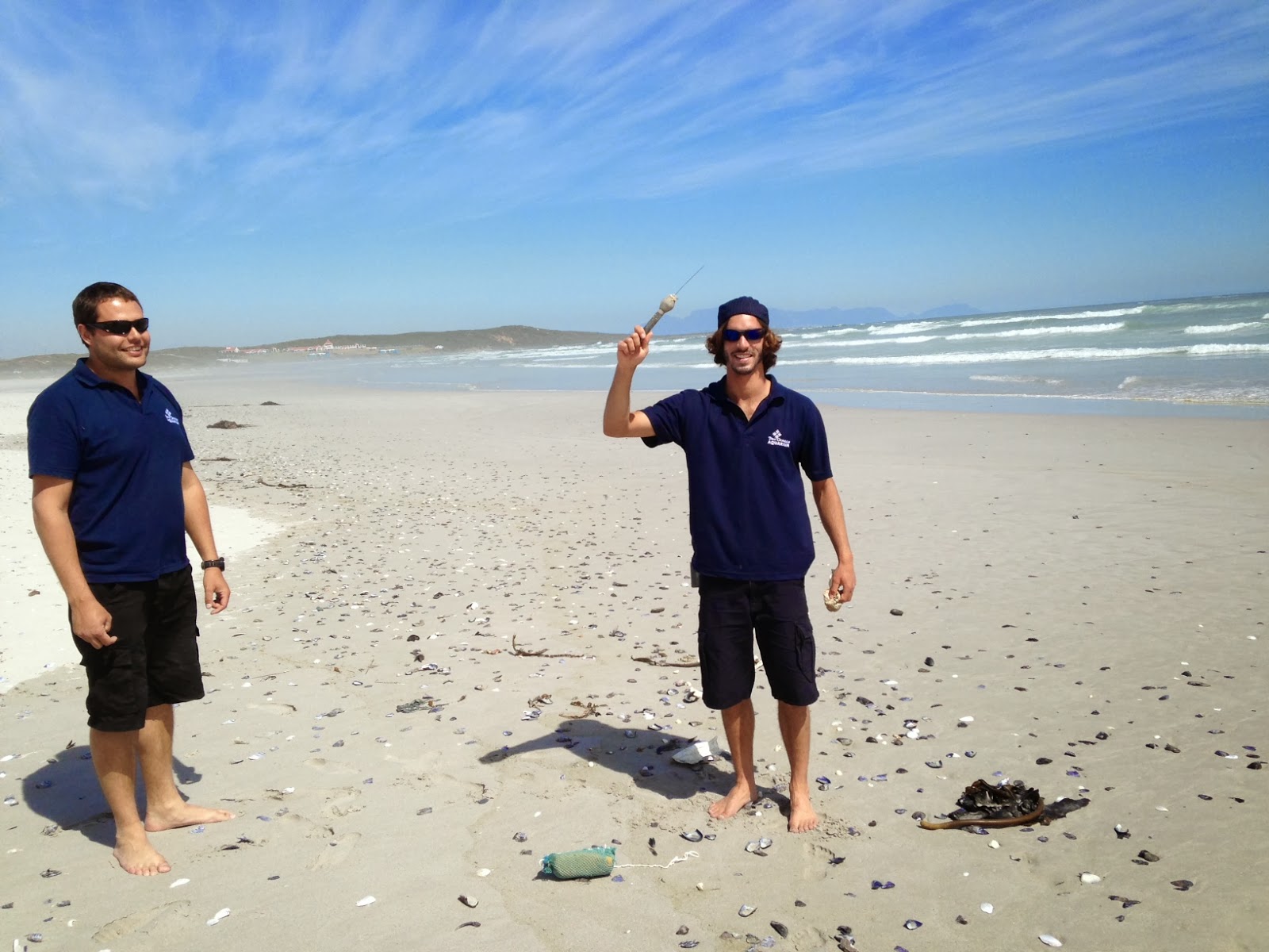 OceansIQ: Tracking marine animals with satellites - A guide to tagging ...