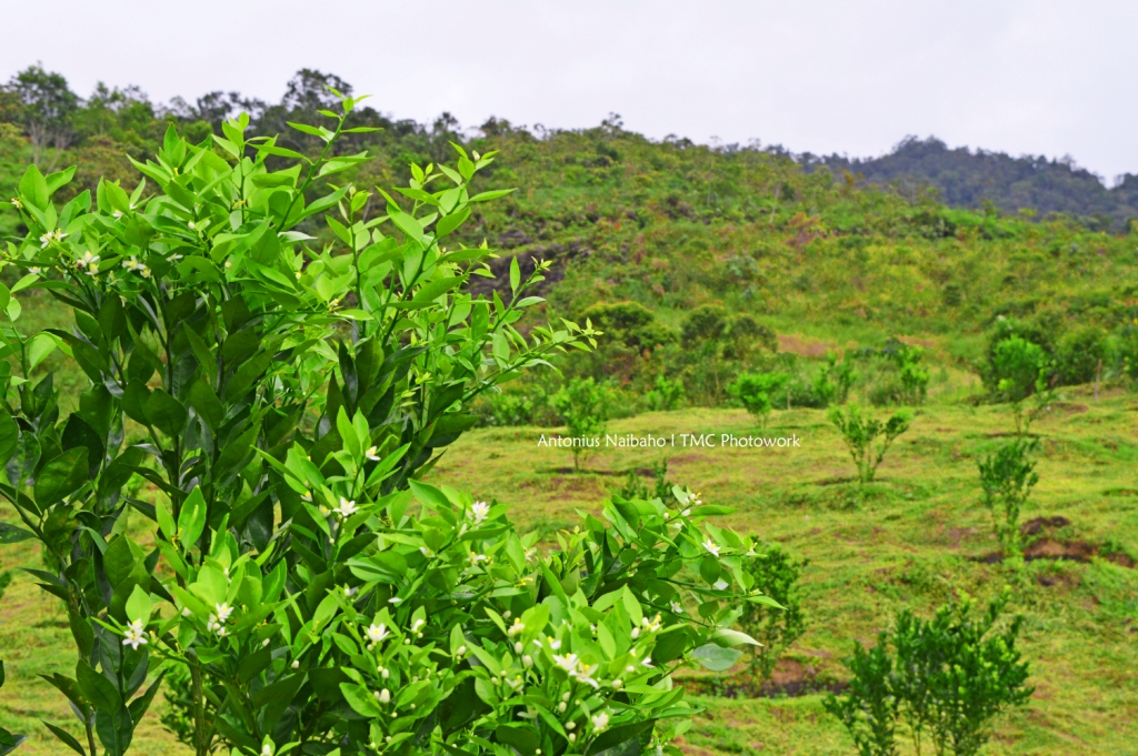Pakpak Bharat Dalam Foto - Pariwisata Sumatera Utara