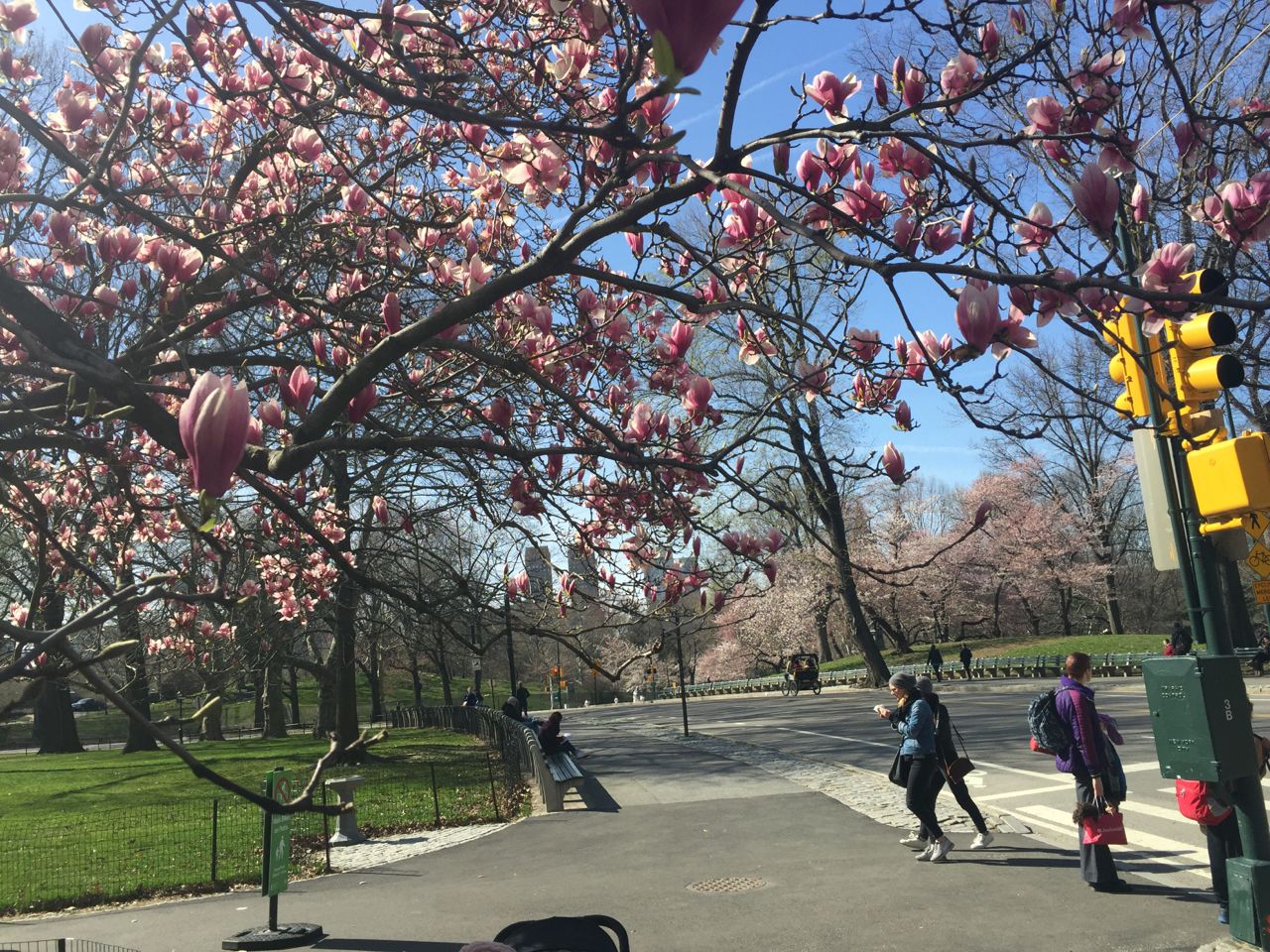A New York Spring Calendar: Blooming Times and Seasonal Events