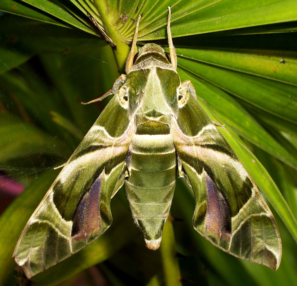 Top 6 Most Beautiful Moth Species in the World