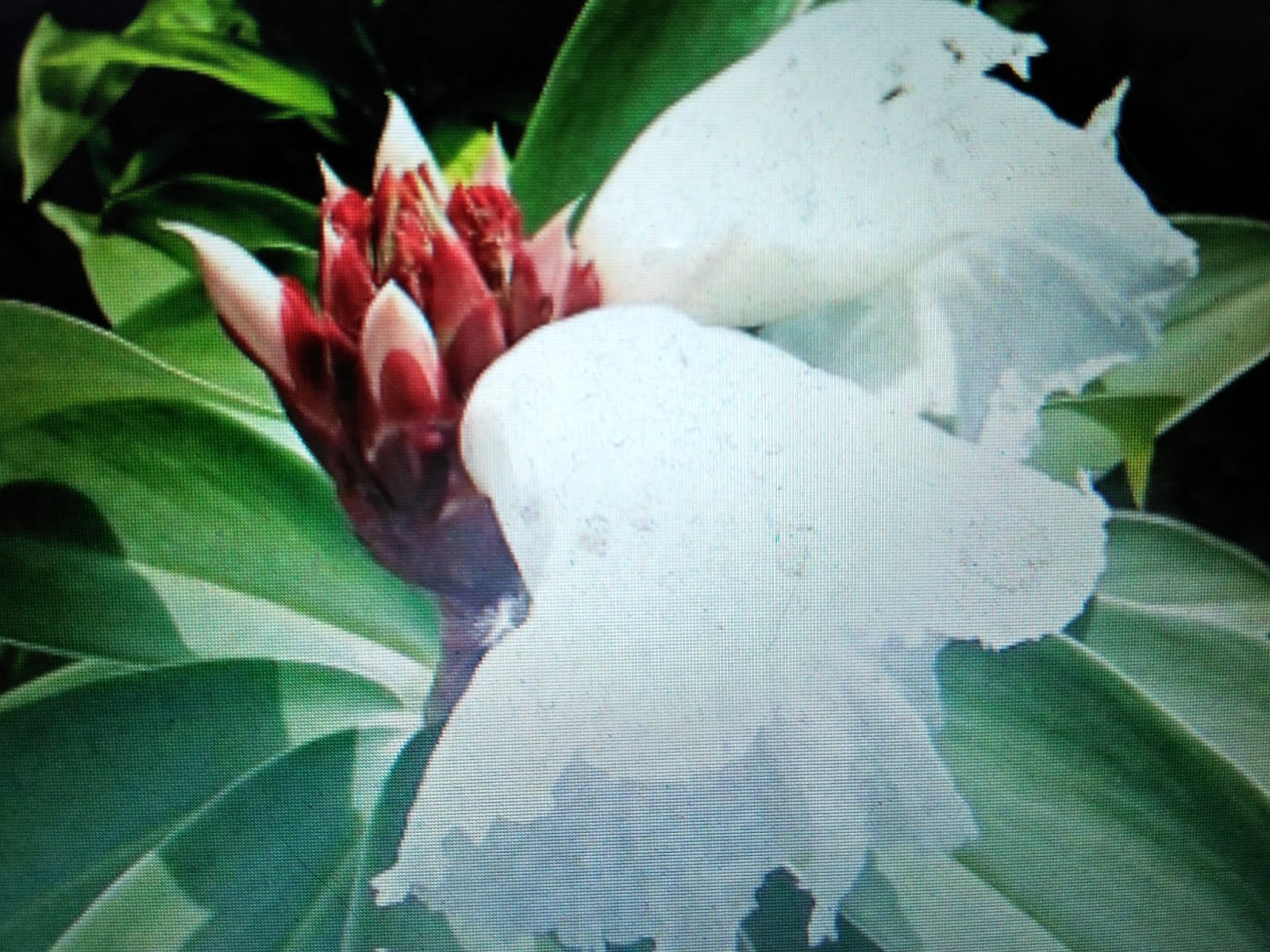 Fuziah Sulaiman blog: Kenali flora Pokok Setawar Costus - Red Button ...