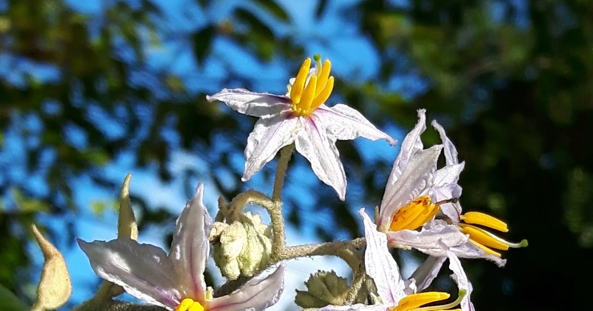 Flora campus I: Solanaceae - Solanum paniculatum L