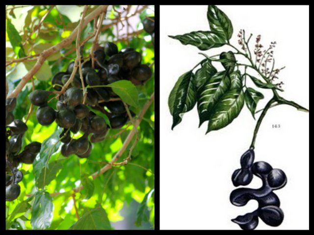 Karakteristik Tanaman Jengkol (Pithecellobium jiringa.) Tumbuhan Pohon ...