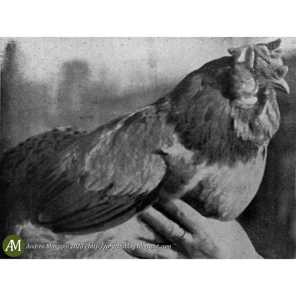 Boffa e ricerca | Oryctes.com - Blog & News