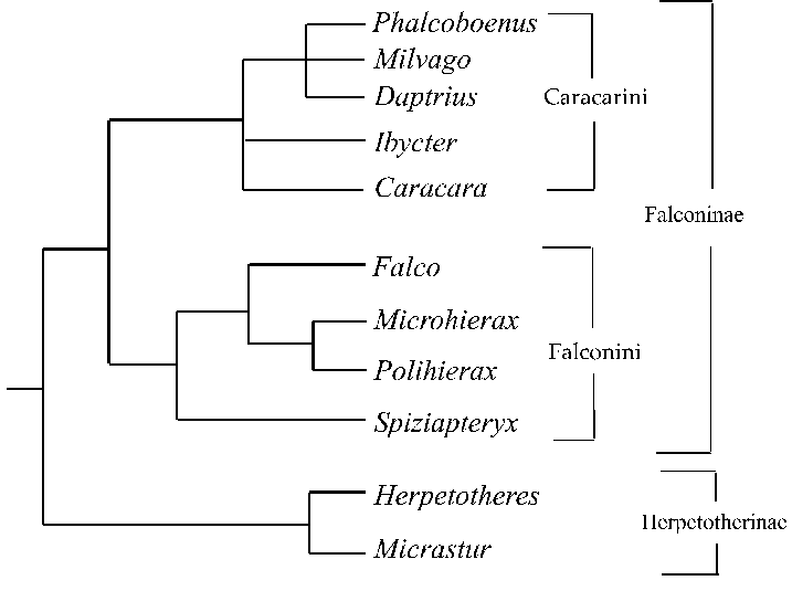 El halcón: arma letal.